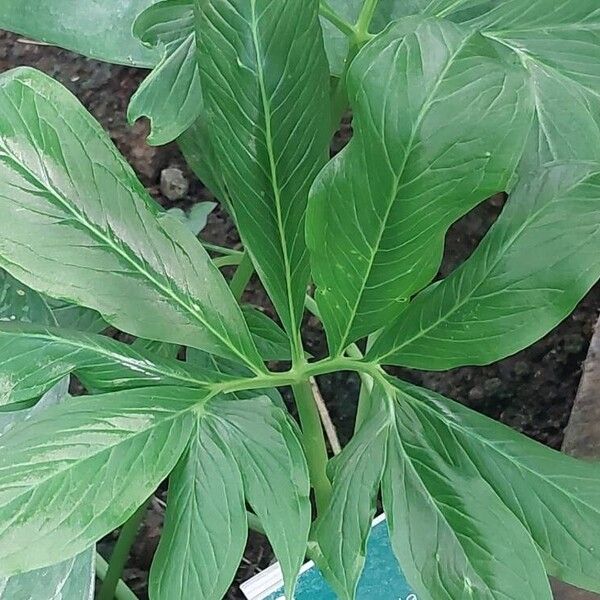 Fan-Leaf Chinese Green Dragon (Pinellia Pedatisecta) Plant Care & How to Grow, Water