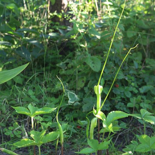 Green Dragon (Pinellia Tripartita) Plant Care & How to Grow, Water
