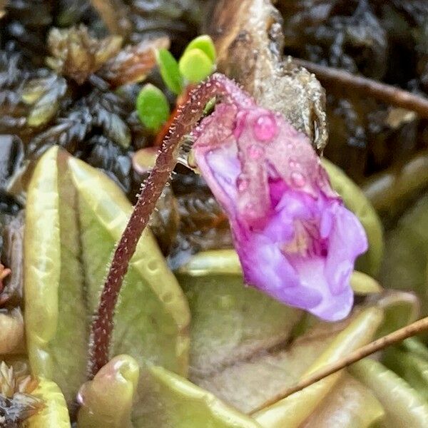 Pinguicula Calyptrata Care Guide: Water, Soil & Propagation - Plantiary