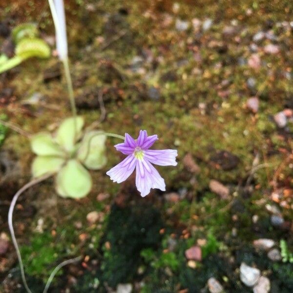 Pinguicula Emarginata Plant Care & How to Grow, Water