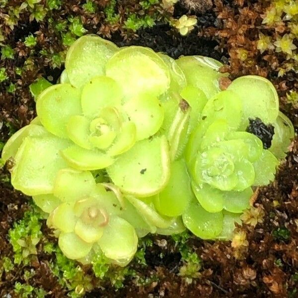 Pinguicula Gracilis Plant Care & How to Grow, Water