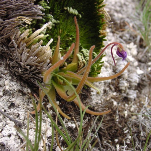 Pinguicula Gypsicola Care Guide: Water, Soil & Propagation - Plantiary