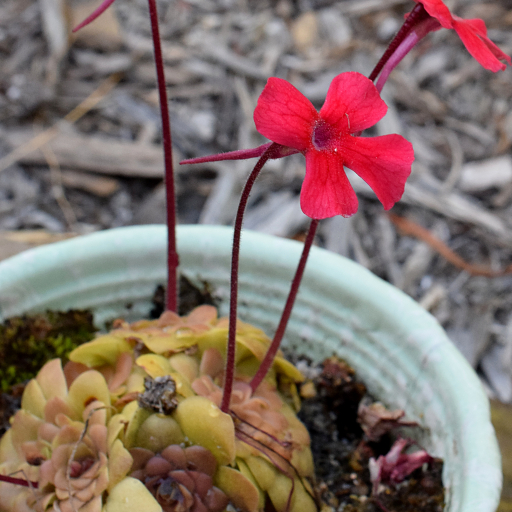 Red Flower Butterwort (Pinguicula Laueana) Plant Care & How to Grow, Water