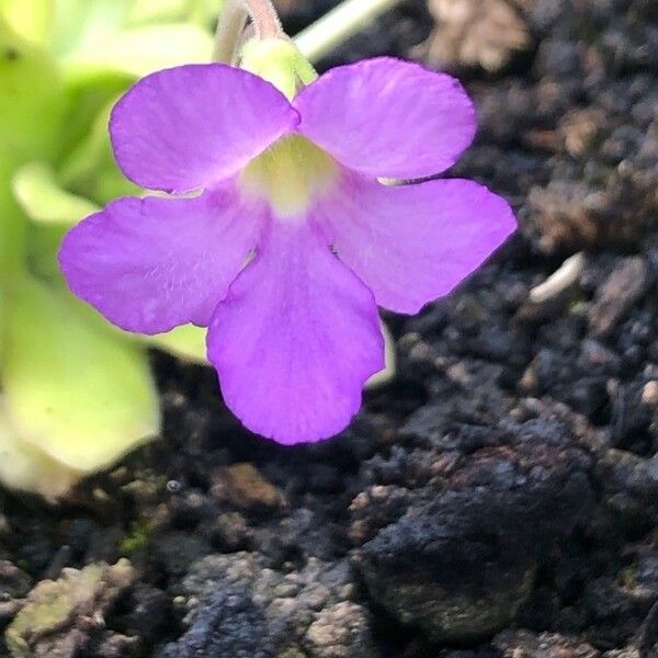 Pinguicula Martinezii Plant Care & How to Grow, Water