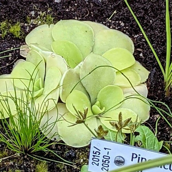 Pinguicula Pilosa Plant Care & How to Grow, Water