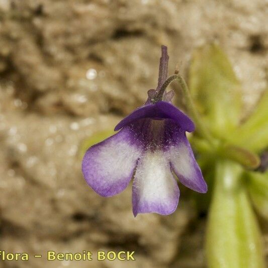 Pinguicula Reichenbachiana Care Guide: Water, Soil & Propagation ...