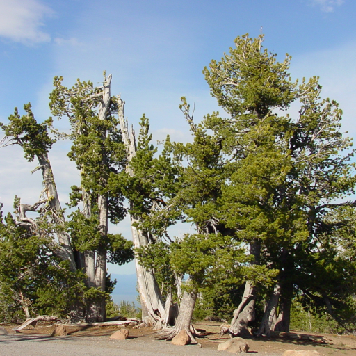 Alpine Whitebark Pine (Pinus Albicaulis) Plant Care & How to Grow, Water