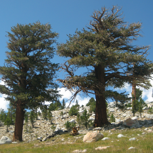 Foxtail Pine (Pinus Balfouriana) Plant Care & How to Grow, Water