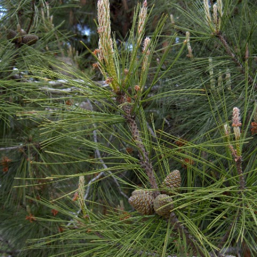 Turkish Pine (Pinus Brutia) Plant Care & How to Grow, Water
