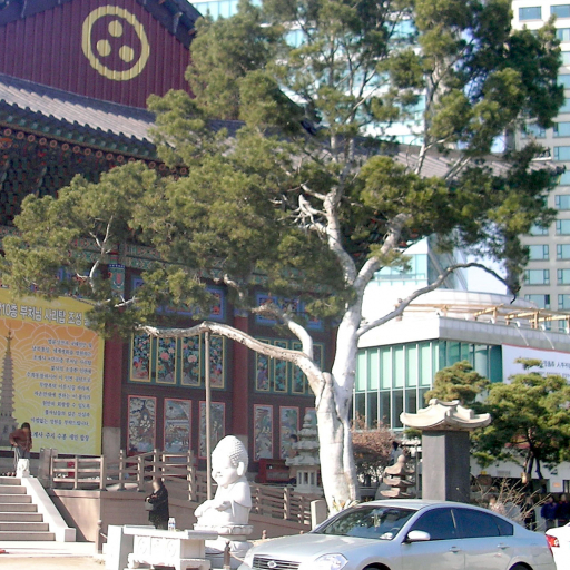 Bunge's Pine (Pinus Bungeana) Plant Care & How to Grow, Water