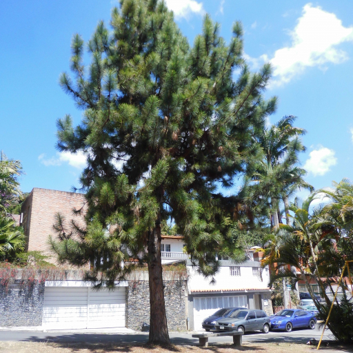 Caribbean Pine (Pinus Caribaea) Plant Care & How to Grow, Water