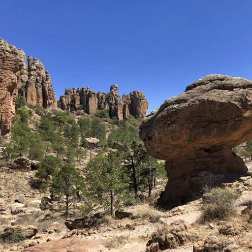 Mexican Pinyon (Pinus Cembroides) Plant Care & How to Grow, Water