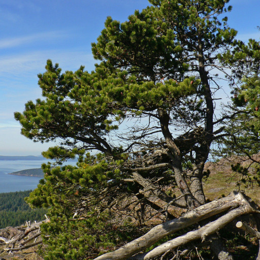 Lodgepole Pine (Pinus Contorta) Plant Care & How to Grow, Water