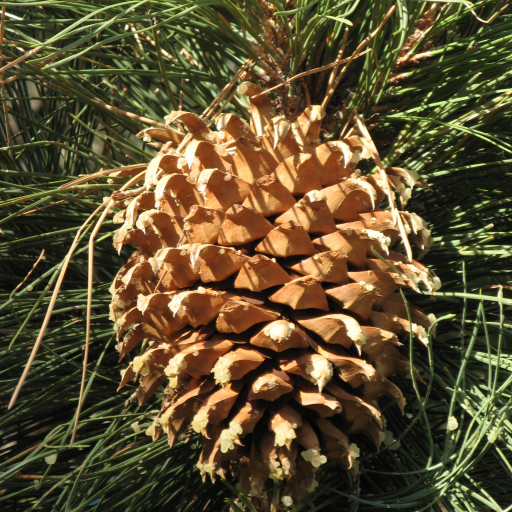 Big-Cone Pine (Pinus Coulteri) Plant Care & How to Grow, Water