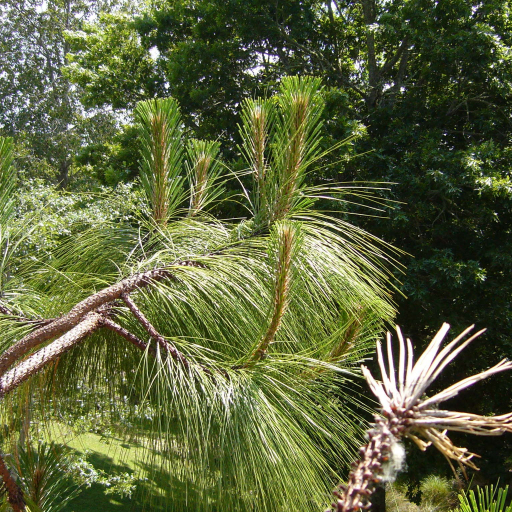Michoacan Pine (Pinus Devoniana) Plant Care & How to Grow, Water