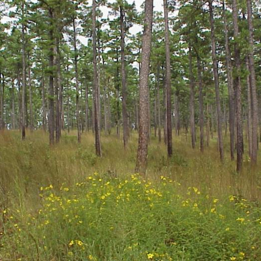Shortleaf Pine (Pinus Echinata) Plant Care & How to Grow, Water