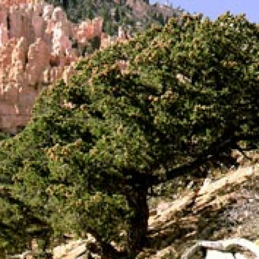 Pinyon Pine (Pinus Edulis) Plant Care & How to Grow, Water