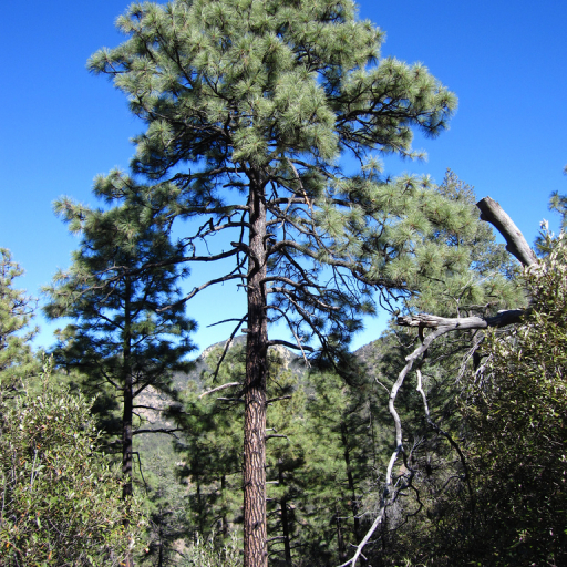 Apache Pine (Pinus Engelmannii) Plant Care & How to Grow, Water