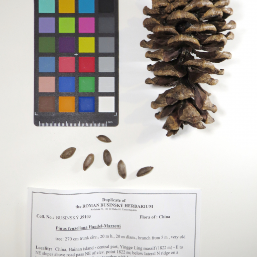 Hainan White Pine (Pinus Fenzeliana) Plant Care & How to Grow, Water