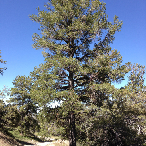 Rocky Mountain White Pine (Pinus Flexilis) Plant Care & How to Grow, Water