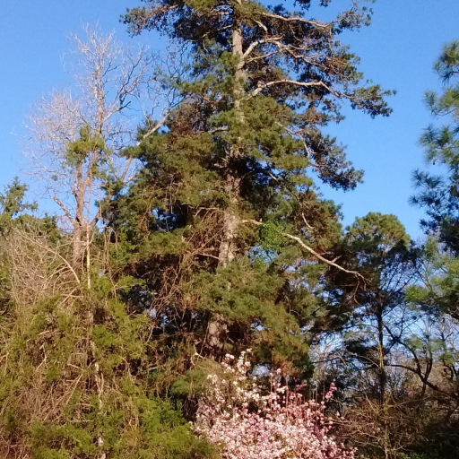 Spruce Pine (Pinus Glabra) Care Guide: Water, Soil & Propagation ...