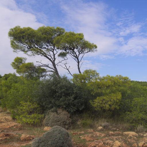 Aleppo Pine (Pinus Halepensis) Plant Care & How to Grow, Water
