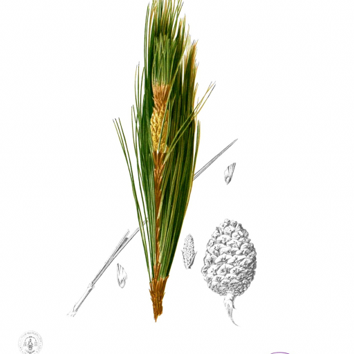 Benguet Pine (Pinus Kesiya) Plant Care & How to Grow, Water