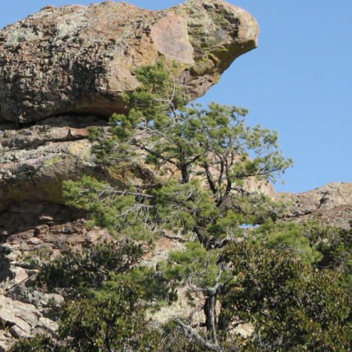 Chihuahuan Pine (Pinus Leiophylla) Plant Care & How to Grow, Water