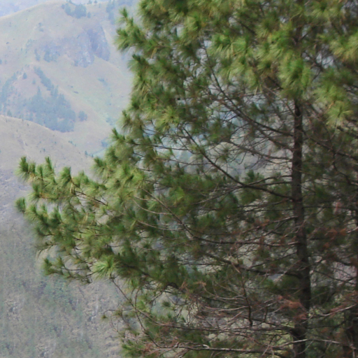 Sumatra Pine (Pinus Merkusii) Plant Care & How to Grow, Water