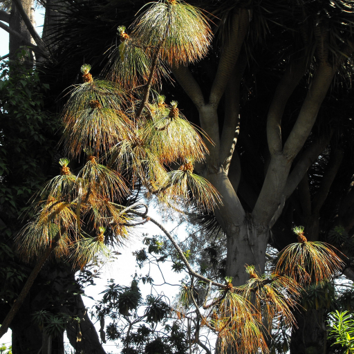 Montezuma Pine (Pinus Montezumae) Plant Care & How to Grow, Water