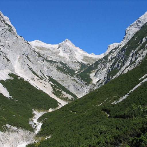 Dwarf Mountain-Pine (Pinus Mugo) Plant Care & How to Grow, Water