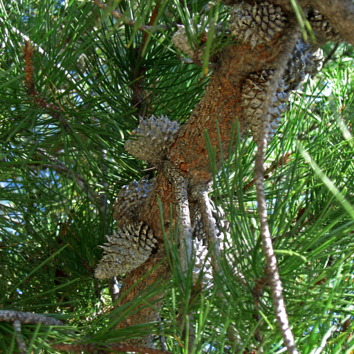 Bishop Pine (Pinus Muricata) Plant Care & How to Grow, Water