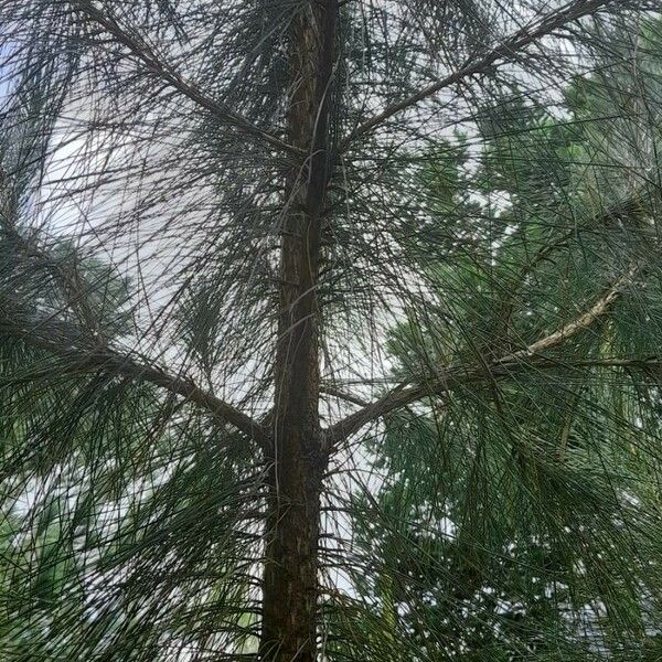 West Indian Pine (Pinus Occidentalis) Plant Care & How to Grow, Water