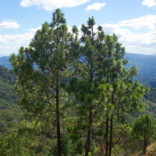 Ocote Chino (Pinus Oocarpa) Care Guide: Water, Soil & Propagation ...