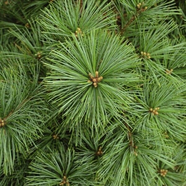 Crimean Pine (Pinus Pallasiana) Care Guide: Water, Soil & Propagation ...