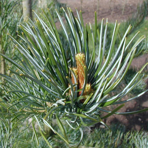 Japanese White Pine (Pinus Parviflora) Care Guide: Water, Soil ...