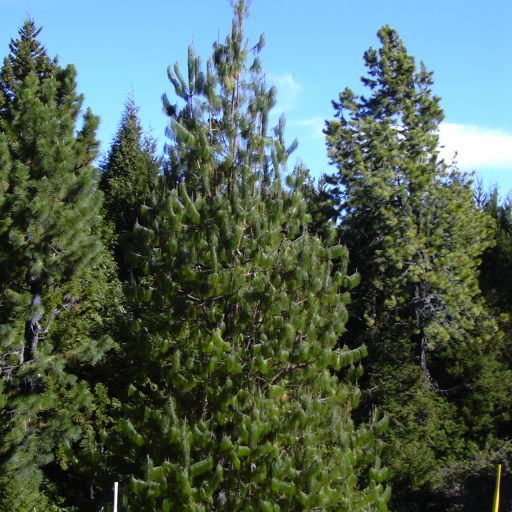 Jelecote Pine (Pinus Patula) Plant Care & How to Grow, Water