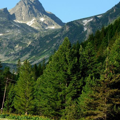 Macedonian Pine (Pinus Peuce) Plant Care & How to Grow, Water