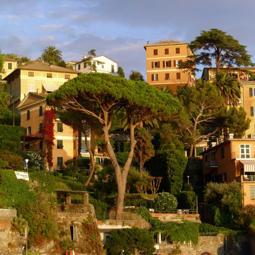 Italian Tone Pine (Pinus Pinea) Plant Care & How to Grow, Water