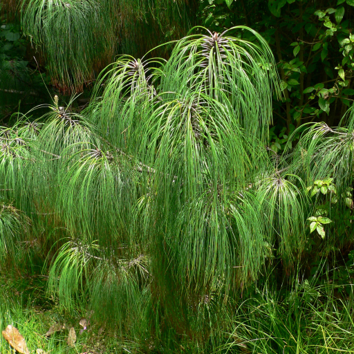 False White Pine (Pinus Pseudostrobus) Plant Care & How to Grow, Water