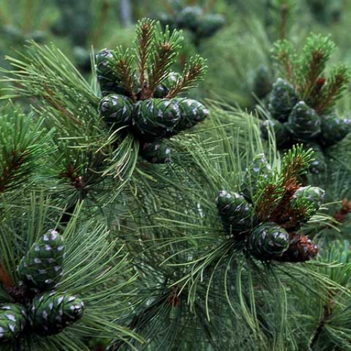 Japanese Stone Pine (Pinus Pumila) Plant Care & How to Grow, Water