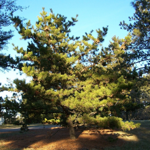 Hickory Pine (Pinus Pungens) Plant Care & How to Grow, Water