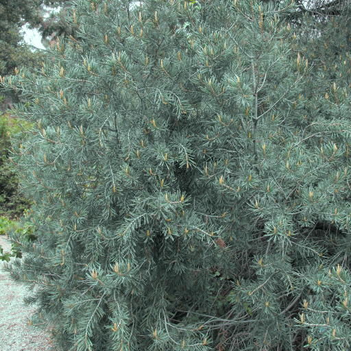 Parry Pinyon (Pinus Quadrifolia) Plant Care & How to Grow, Water