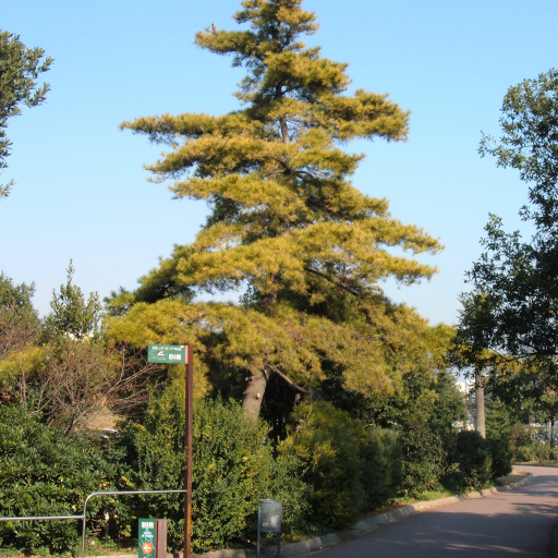 Monterey Pine (Pinus Radiata) Plant Care & How to Grow, Water
