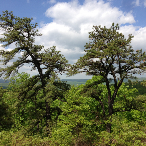 Pitch Pine (Pinus Rigida) Plant Care & How to Grow, Water