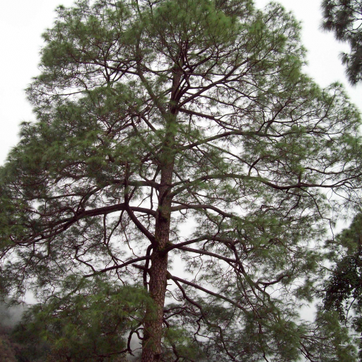 Chir Pine (Pinus Roxburghii) Plant Care & How to Grow, Water