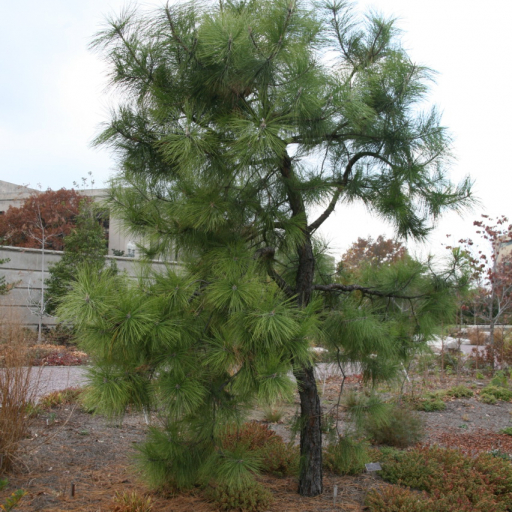 Marsh Pine (Pinus Serotina) Plant Care & How to Grow, Water