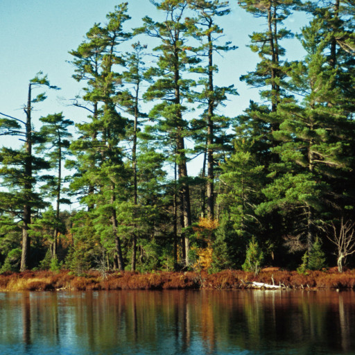Eastern White Pine (Pinus Strobus) Plant Care & How to Grow, Water
