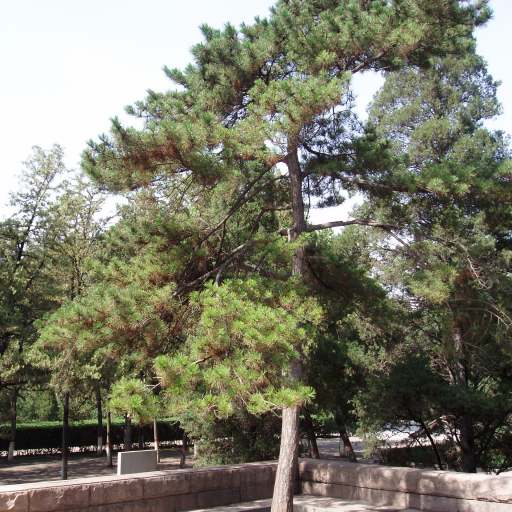 Sweetheart Tree (Ficus Triangularis) Plant Care & How to Grow, Water