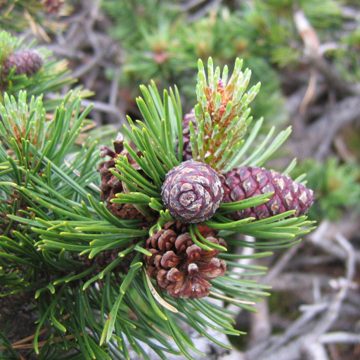 Pickerelweed (Pontederia Cordata) Plant Care & How to Grow, Water